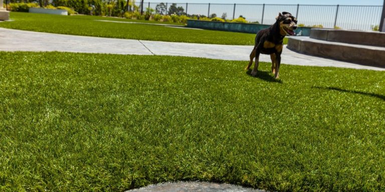 Dog Run Ideas: The #1 Guide To Pet-Friendly Dog Potty Areas
