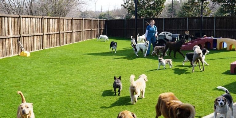 Dog Run Ideas: The #1 Guide To Pet-Friendly Dog Potty Areas